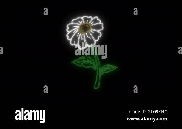 Neon daisy flower Stock Videos & Footage - HD and 4K Video Clips - Alamy