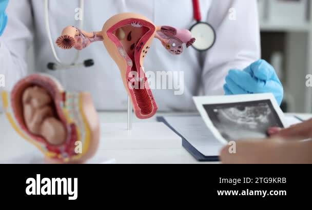 Female reproductive system model Stock Videos & Footage - HD and 4K ...