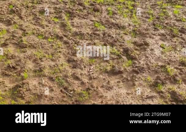 Paddy nursery in the field. Growing rice nursery in the field before ...