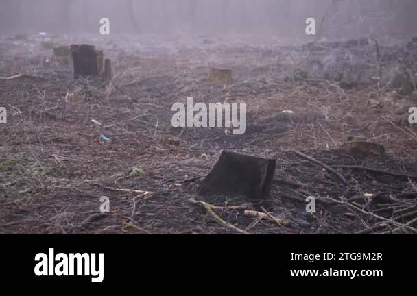 Cut spring forest in heavy fog. Industrial procurement of firewood ...