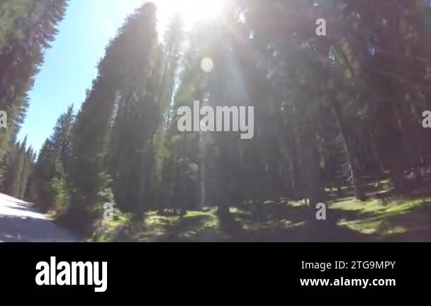Blue tree trees car Stock Videos & Footage - HD and 4K Video Clips - Alamy