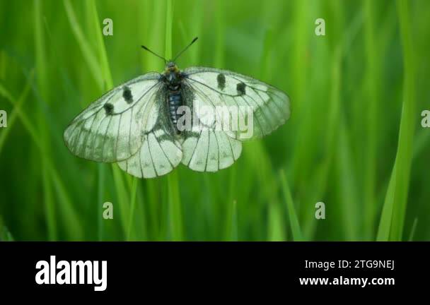 Clouded apollo Parnassius mnemosyne butterfly resting on stem plant ...