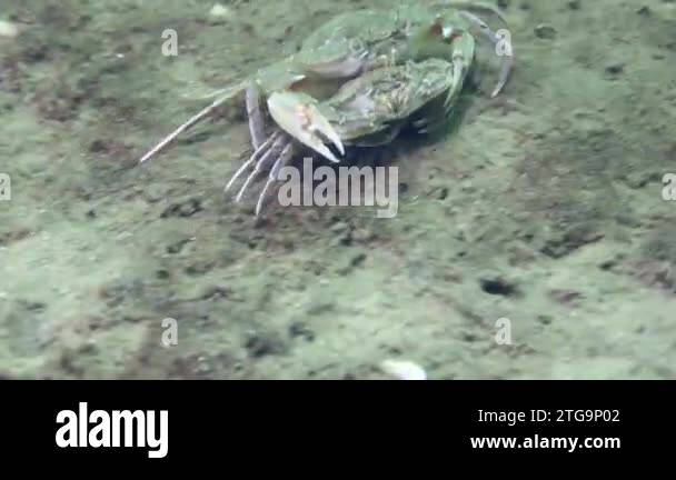Reproduction Flying swimming crab (Liocarcinus holsatus): before mating ...