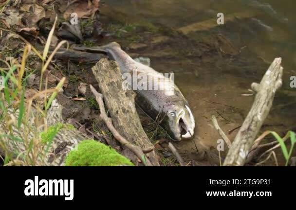 Dead salmon fish in Stock Videos & Footage - HD and 4K Video Clips - Alamy