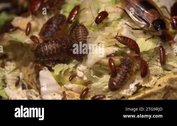 A group of cockroaches of different species big and small eat food ...