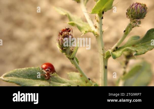 Red wood Ants farming aphids. Ants defend aphids from ladybug. Ants ...