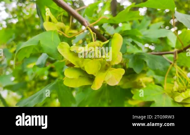 Samara seeds Stock Videos & Footage - HD and 4K Video Clips - Alamy