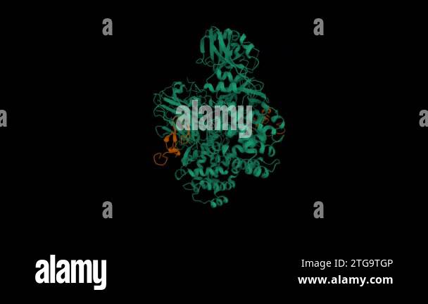 Complex of diphtheria toxin (green) and heparin-binding epidermal ...