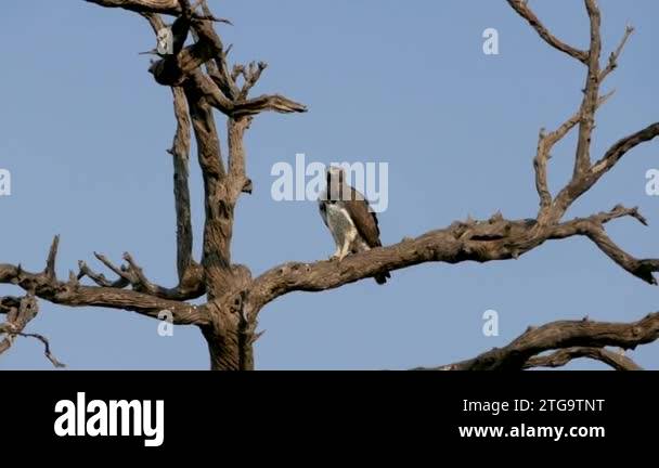 Predator waiting prey Stock Videos & Footage - HD and 4K Video Clips ...