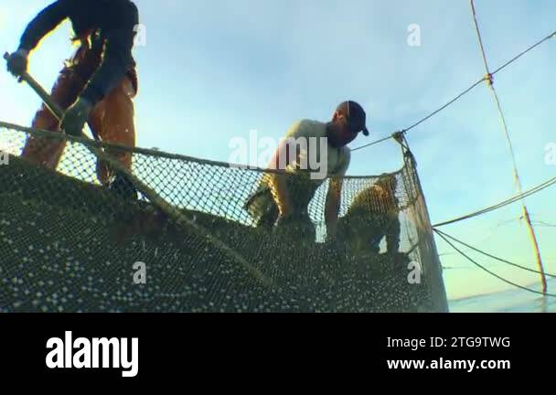 Fishing vessel boat load fish Stock Videos & Footage - HD and 4K Video ...