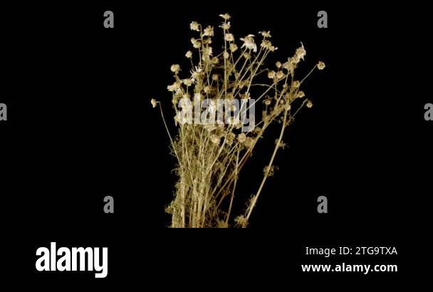 Bunch of chamomile Stock Videos & Footage - HD and 4K Video Clips - Alamy
