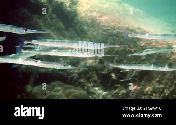 School of reef needlefish or Belonidae hunting on a coral reef ...