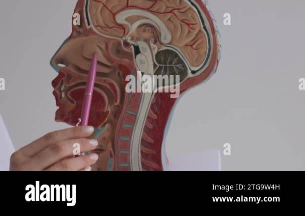 Otolaryngologist consultation. ENT doctor using throat anatomical model ...