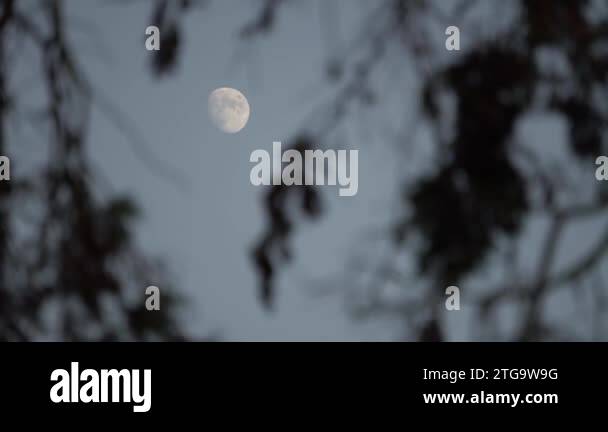 Daylight through the tree branches Stock Videos & Footage - HD and 4K ...