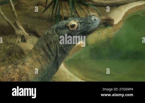 Wild carnivore Komodo varanus dragon face and skin detailed view ...