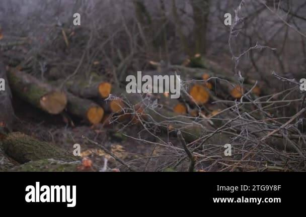 Cut spring forest in heavy fog. Industrial procurement of firewood ...