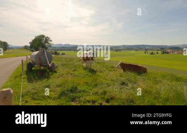 The theme of agriculture and cattle breeding and raw dairy products in ...