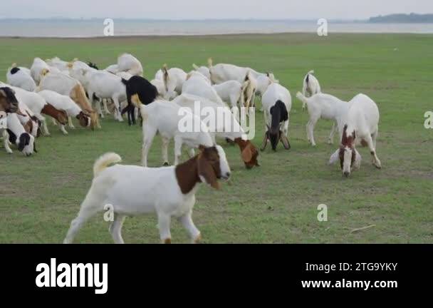 Group goats in green Stock Videos & Footage - HD and 4K Video Clips - Alamy