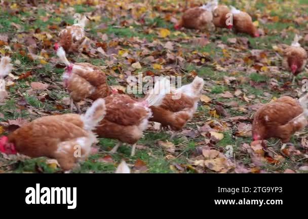 Mistreated chicken on free range chicken farm and stock breeding shows ...