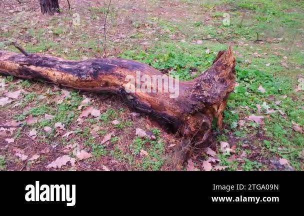broken tree in the forest. Old trees of natural stand in summer with ...