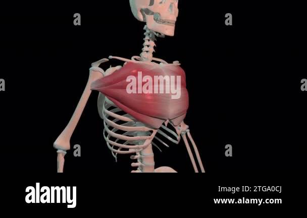 This 3d animation shows the pectoralis major muscles in full rotation ...