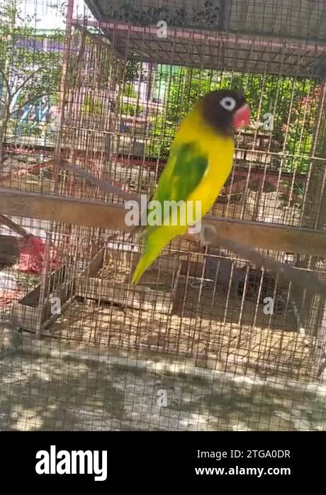 Animal zoo love Stock Videos & Footage - HD and 4K Video Clips - Alamy