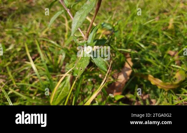 Eclipta prostrata plant with flower. Its other names false daisy,yerba ...