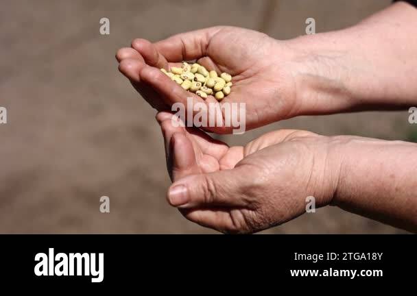 Female hand holding and dropping down grains of kidney beans. Organic ...