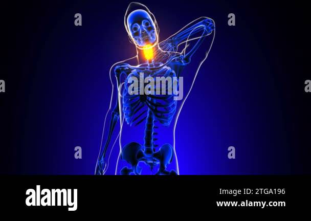 Neck anatomy 3d Stock Videos & Footage - HD and 4K Video Clips - Alamy