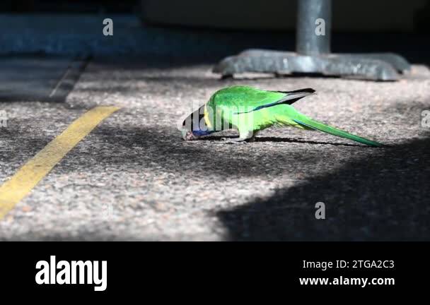 Western ground parrot western australia Stock Videos & Footage - HD and ...