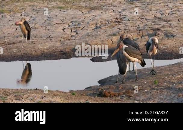 Marabou stork man Stock Videos & Footage - HD and 4K Video Clips - Alamy