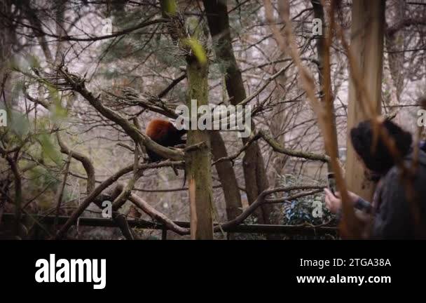 An adorable red panda on the tree in Central Park Zoo, New York City ...