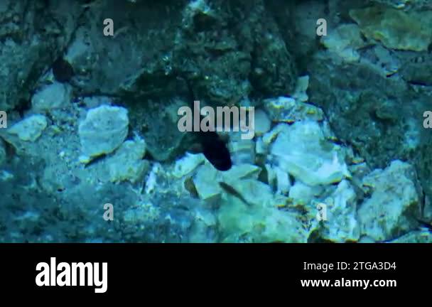 Fish catfish fishes swim in the amazing blue turquoise water and ...