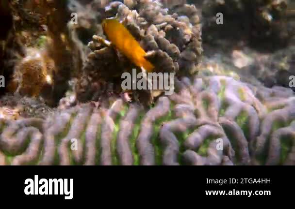 Underwater video of Lemon damsel swimming among coral reefs in Andaman ...