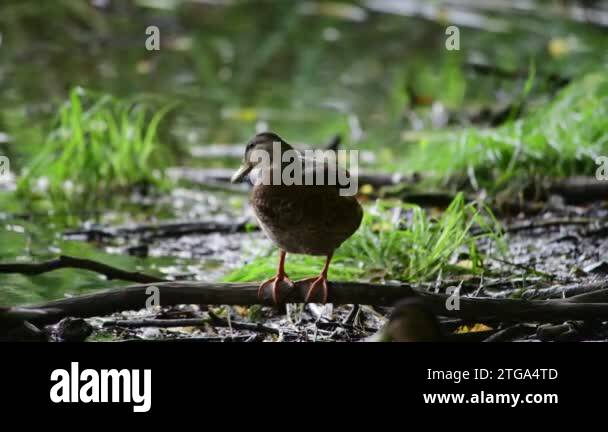 Nice duck Stock Videos & Footage - HD and 4K Video Clips - Alamy