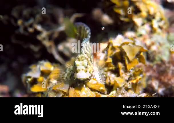 Underwater video of Fine-spotted blenny or Salarias guttatus hiding ...