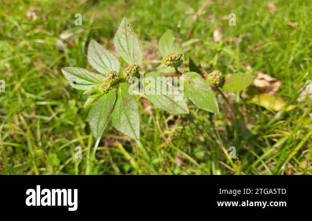 Eclipta prostrata plant with flower. Its other names false daisy,yerba ...