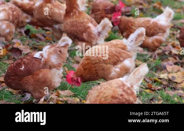 Mistreated chicken on free range chicken farm and stock breeding shows ...