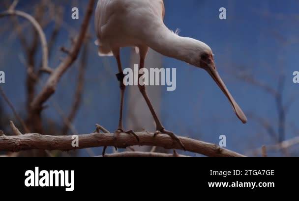 Spoon shaped beak Stock Videos & Footage - HD and 4K Video Clips - Alamy