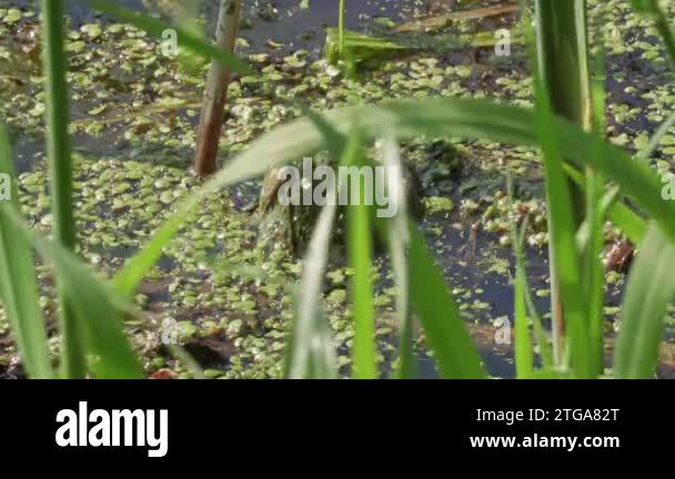 Northern Green Frog diving in the pond water. Rana clamitans ...