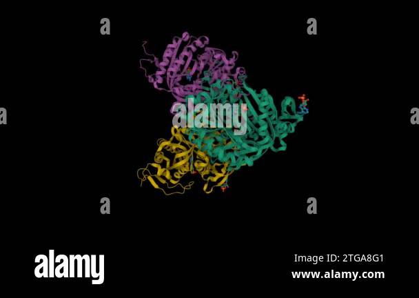 Structure of human soluble adenylyl cyclase with adenosine-cyclic ...