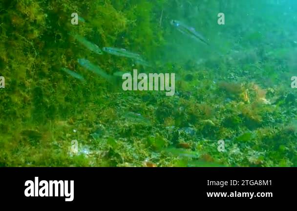 Amphipod parasitic crustaceans on the back of the fish Atherina pontica ...