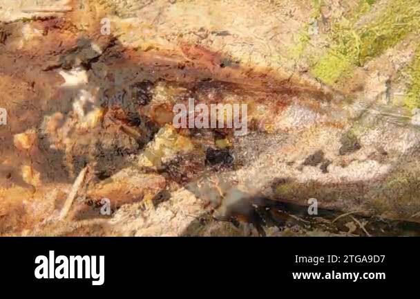Salmon life cycle. Flies circulate around a dead fish to lay their eggs ...
