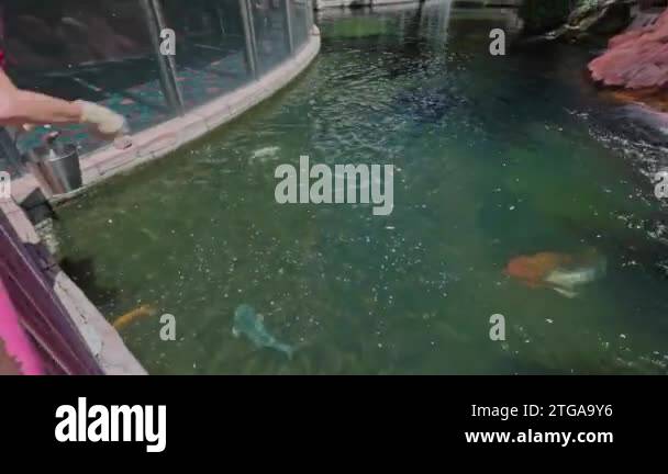 Koi fish fry Stock Videos & Footage - HD and 4K Video Clips - Alamy