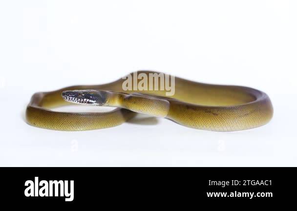 Albertisii Stock Videos & Footage - HD and 4K Video Clips - Alamy