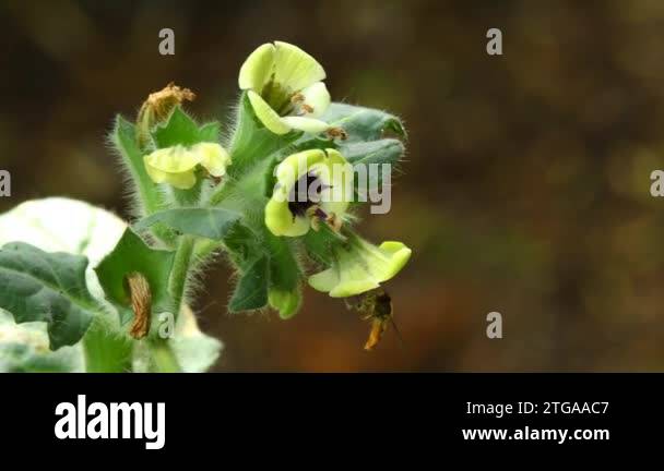 Medicine germany Stock Videos & Footage - HD and 4K Video Clips - Alamy