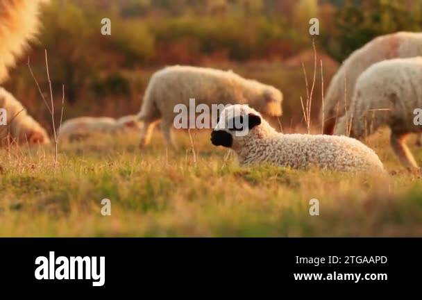 Crying lamb sheep Stock Videos & Footage - HD and 4K Video Clips - Alamy