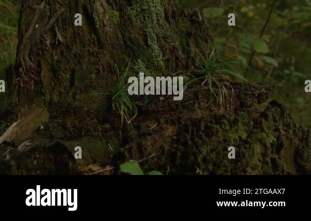 Decomposed tree stump rotting wood Stock Videos & Footage - HD and 4K ...