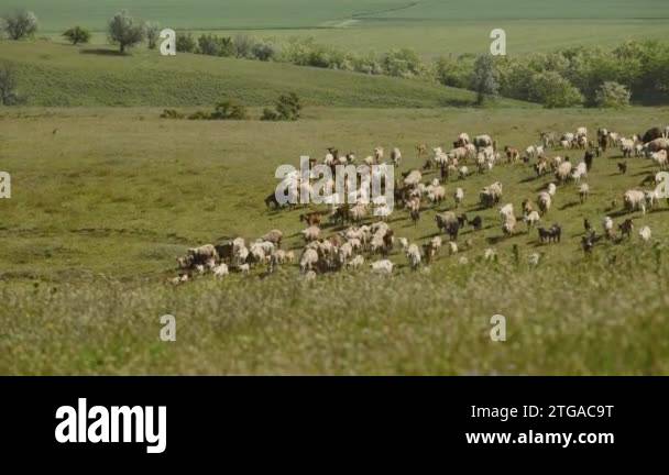 Cashmere hills Stock Videos & Footage - HD and 4K Video Clips - Alamy