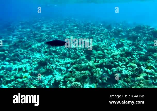 Red Sea Fauna. Static video of a coral reef in the Red Sea. Beautiful ...